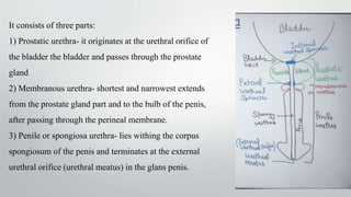 ANATOMY AND PHYSIOLOGY OF REPRODUCTIVE SYSTEM.pptx