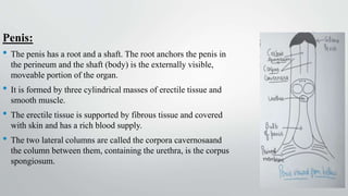 ANATOMY AND PHYSIOLOGY OF REPRODUCTIVE SYSTEM.pptx