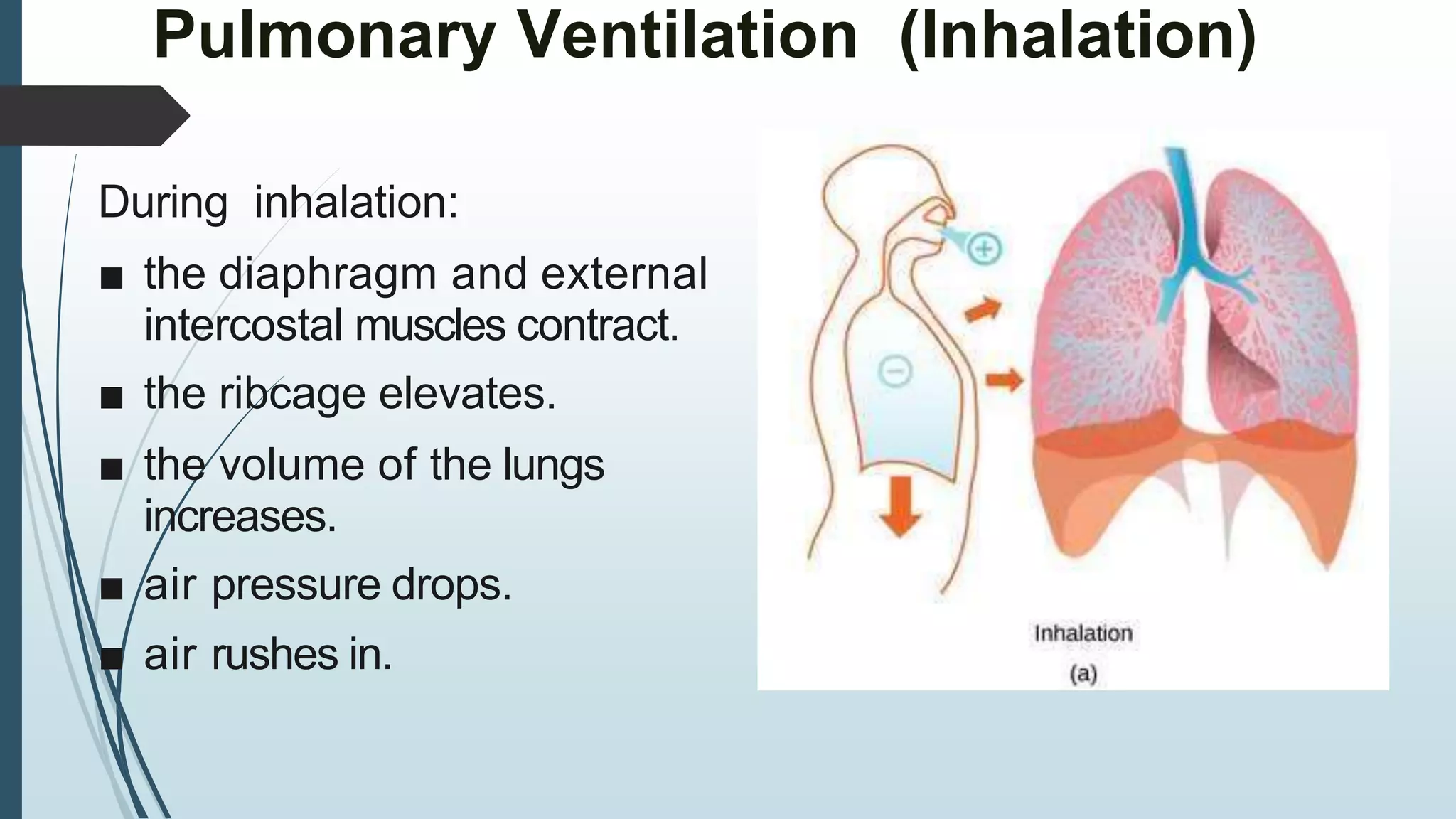 Anatomy and physiology of respiration | PPTX