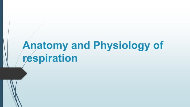 Anatomy and physiology of respiration | PPTX | Smoking Cessation | Wellness