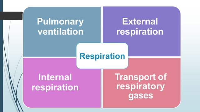 Anatomy and physiology of respiration | PPTX | Smoking Cessation | Wellness
