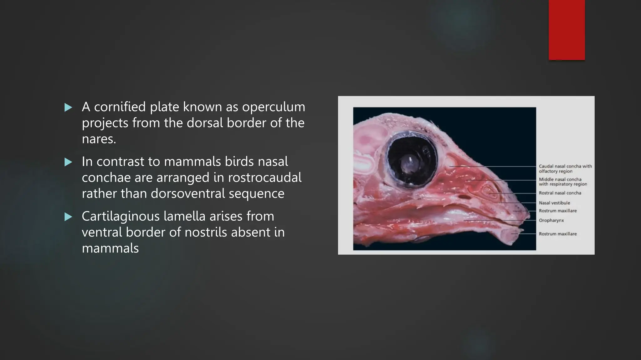 Anatomy and Physiology of Respiratory System-1.pptx