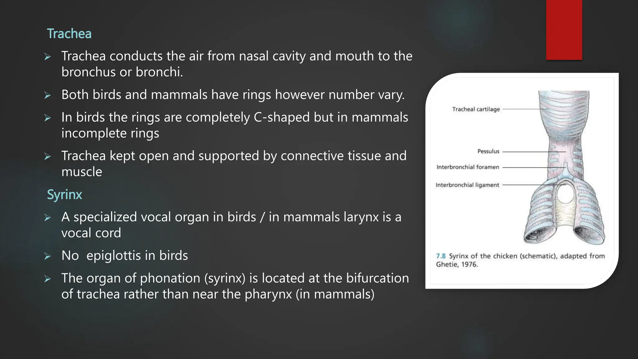 Anatomy and Physiology of Respiratory System-1.pptx