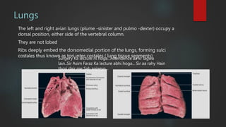 Anatomy and Physiology of Respiratory System-1.pptx | Lung and ...