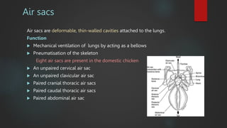 Anatomy and Physiology of Respiratory System-1.pptx | Lung and ...
