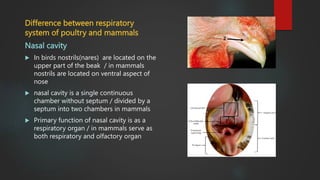 Anatomy and Physiology of Respiratory System-1.pptx | Lung and ...