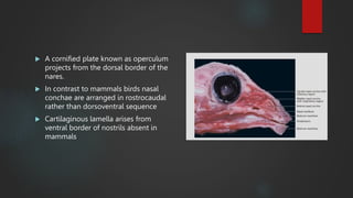 Anatomy and Physiology of Respiratory System-1.pptx | Lung and ...