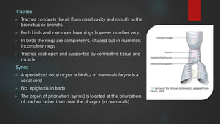 Anatomy and Physiology of Respiratory System-1.pptx