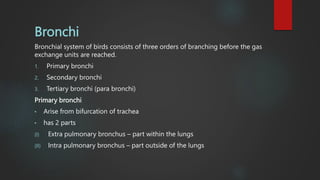 Anatomy and Physiology of Respiratory System-1.pptx | Lung and ...