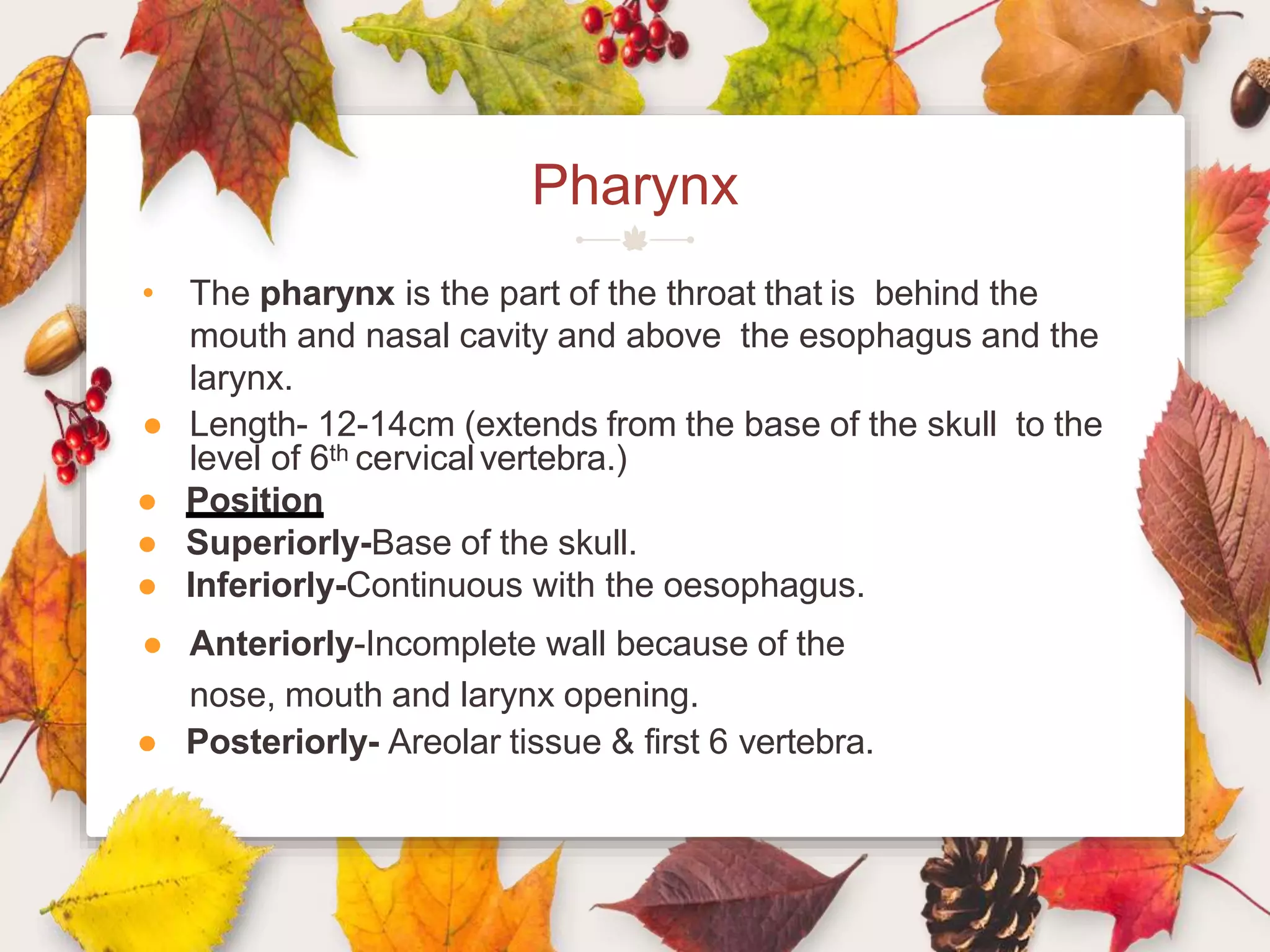 Anatomy and physiology of respiratory system | PPTX