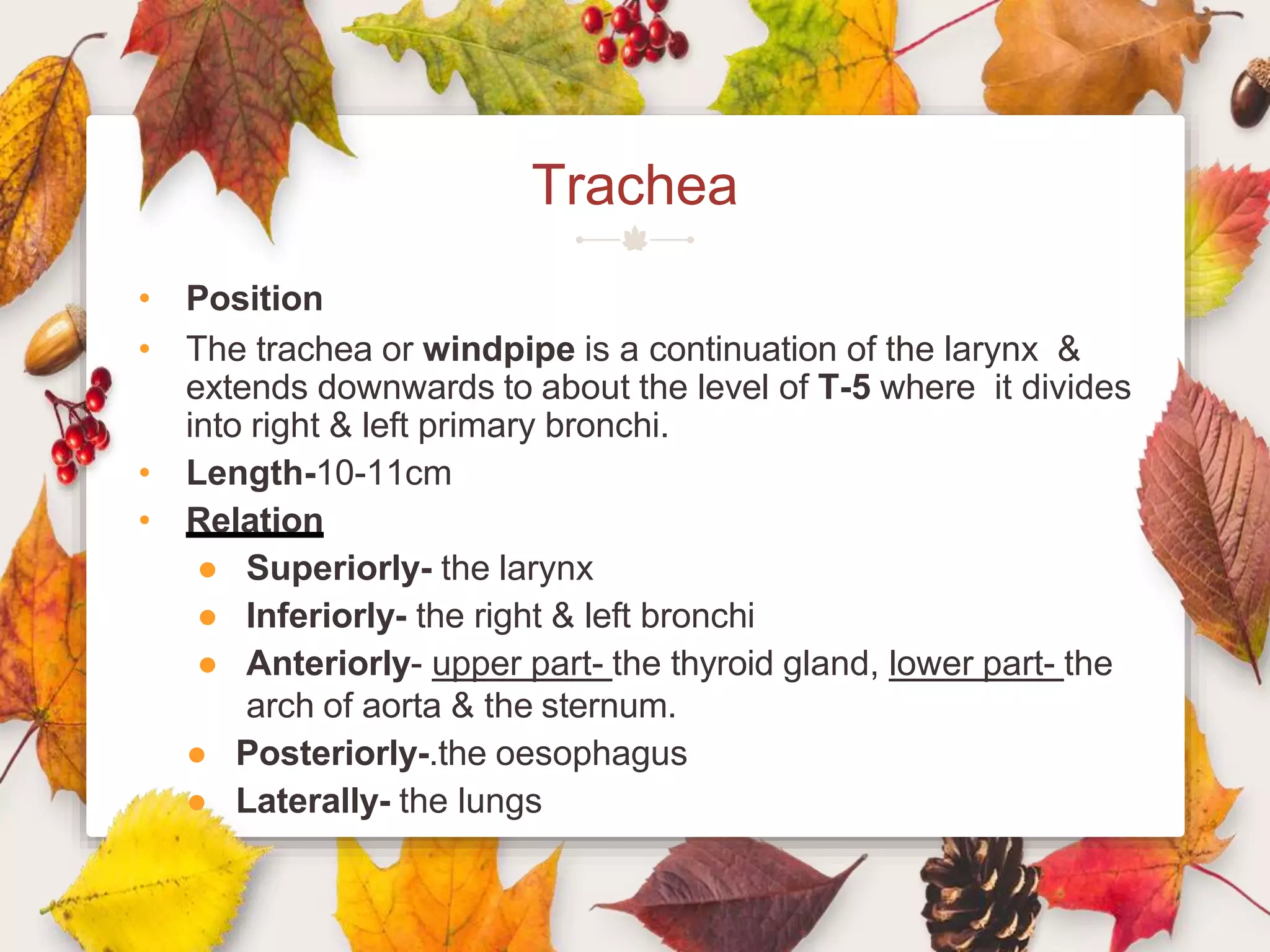Anatomy and physiology of respiratory system | PPTX