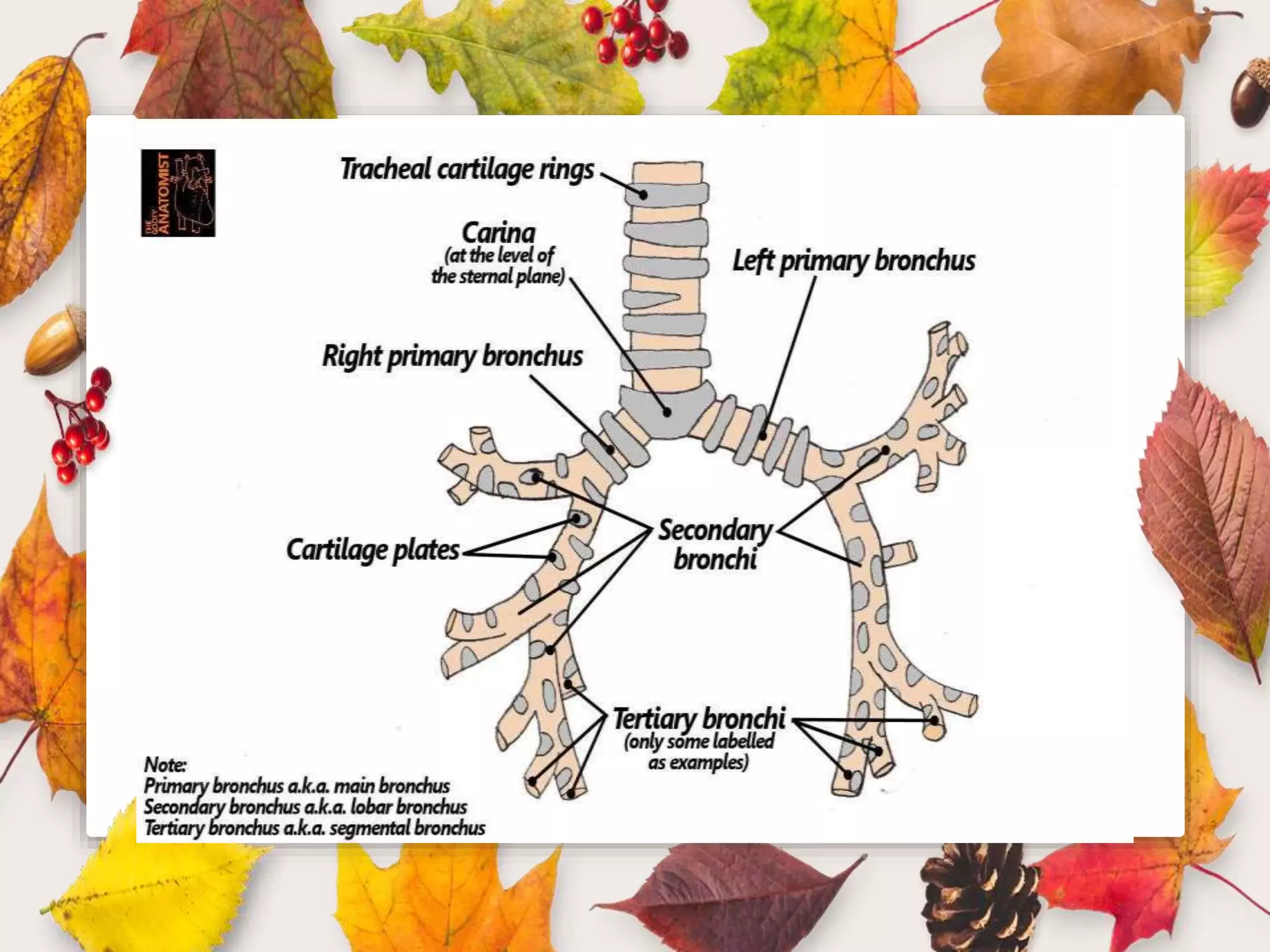 Anatomy and physiology of respiratory system | PPTX