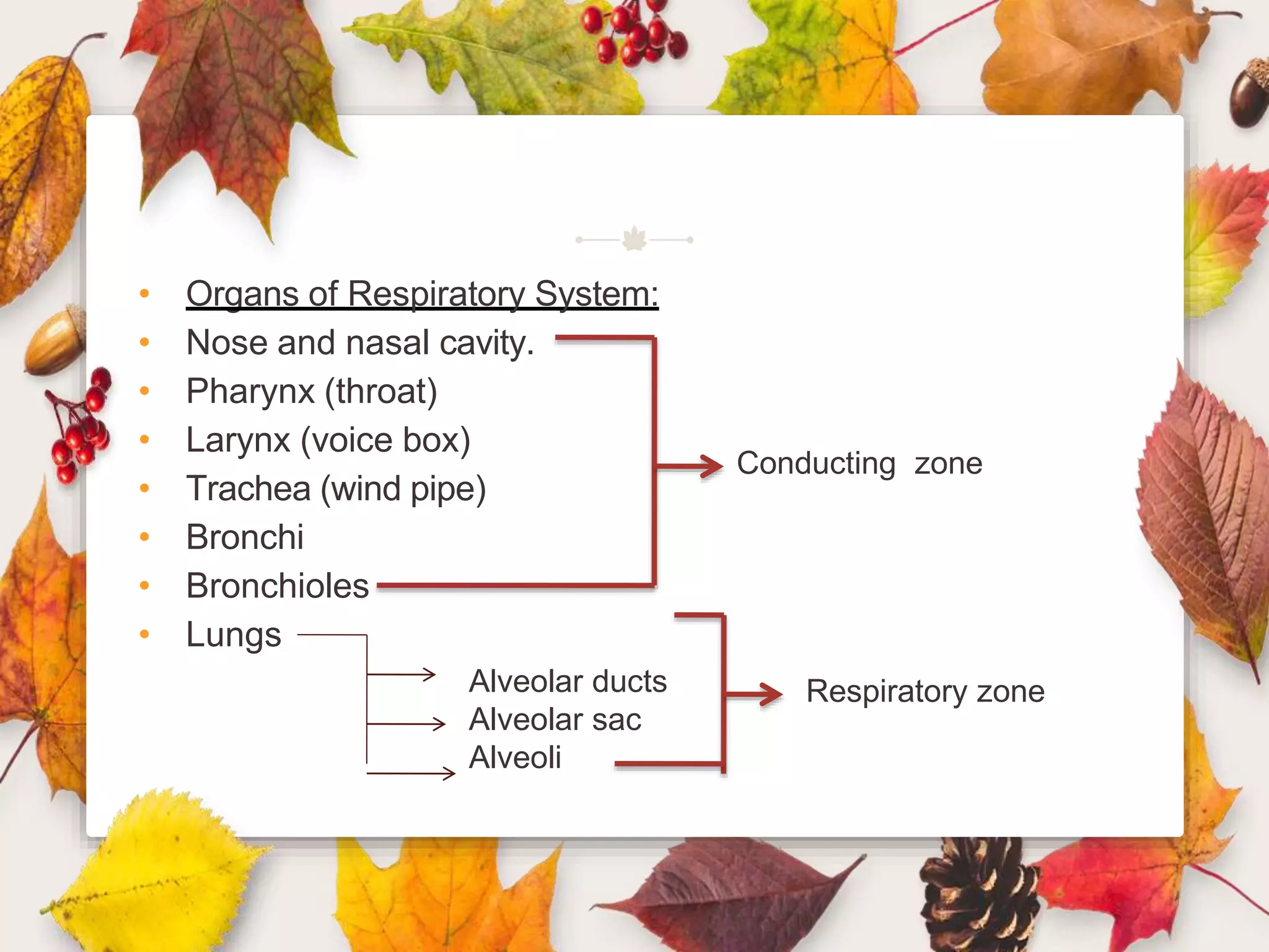 Anatomy and physiology of respiratory system | PPTX
