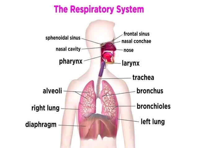 Anatomy and physiology of respiratory system | PPTX