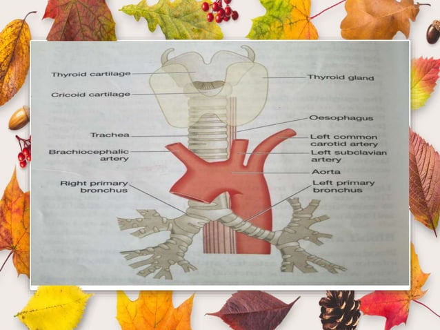 Anatomy and physiology of respiratory system | PPTX