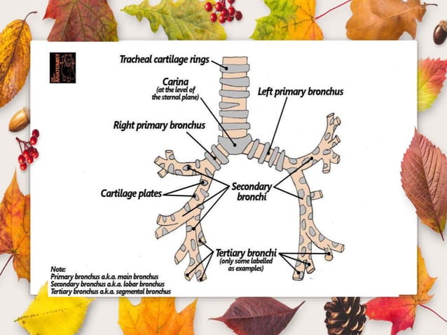 Anatomy and physiology of respiratory system | PPTX