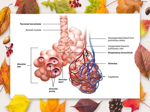 Anatomy and physiology of respiratory system | PPTX