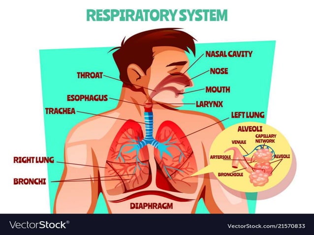 Anatomy and physiology of respiratory system | PPTX