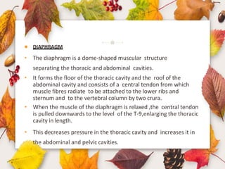 Anatomy and physiology of respiratory system | PPTX