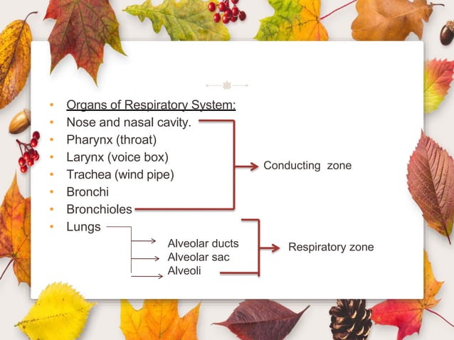 Anatomy and physiology of respiratory system | PPTX