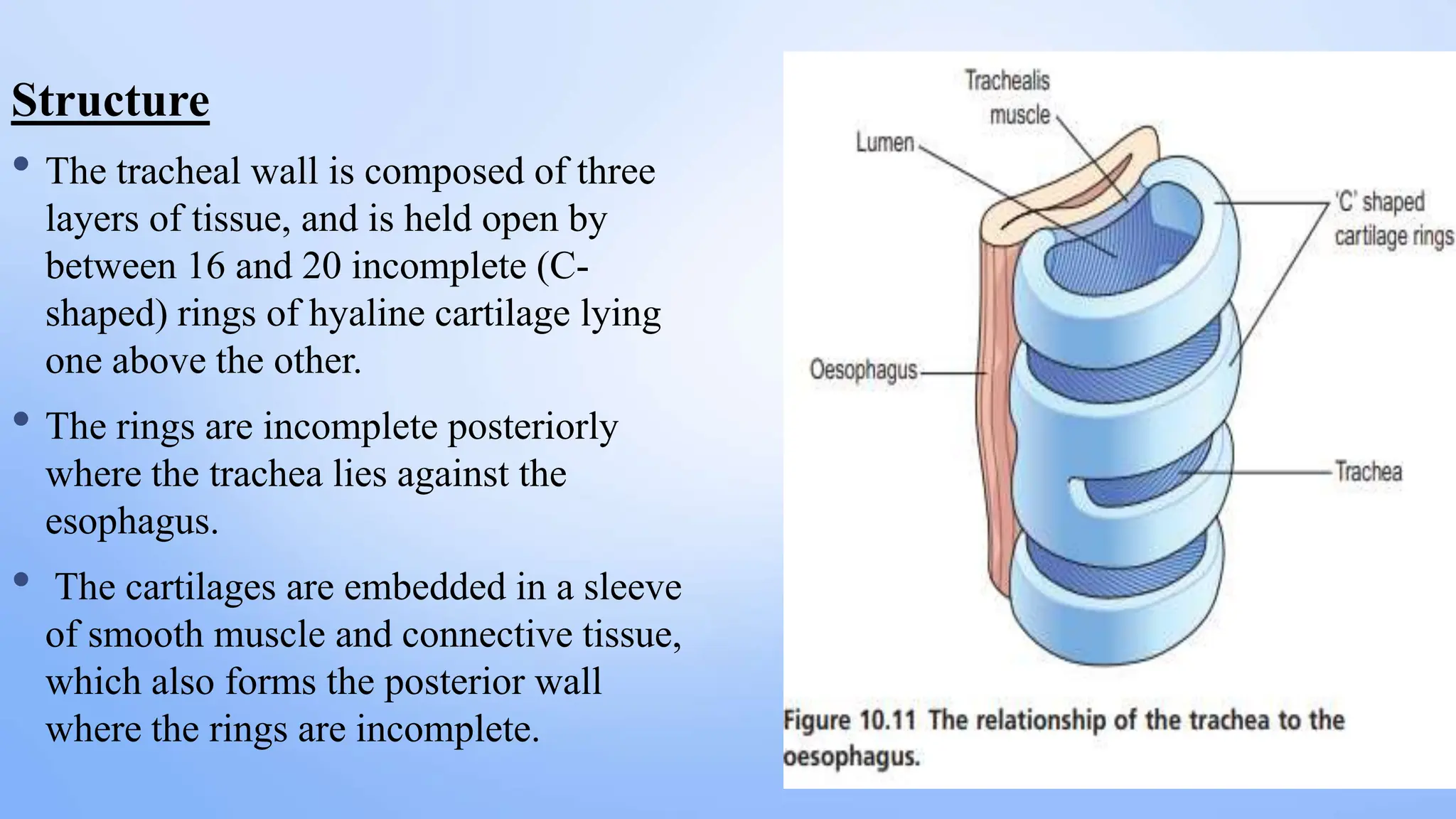 ANATOMY AND PHYSIOLOGY OF RESPIRATORY SYSTEM.pptx