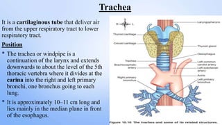 ANATOMY AND PHYSIOLOGY OF RESPIRATORY SYSTEM.pptx