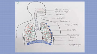ANATOMY AND PHYSIOLOGY OF RESPIRATORY SYSTEM.pptx