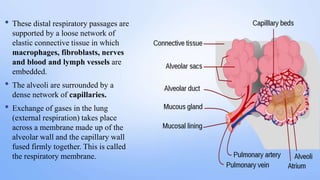 ANATOMY AND PHYSIOLOGY OF RESPIRATORY SYSTEM.pptx