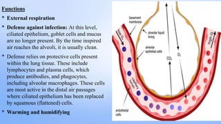 ANATOMY AND PHYSIOLOGY OF RESPIRATORY SYSTEM.pptx