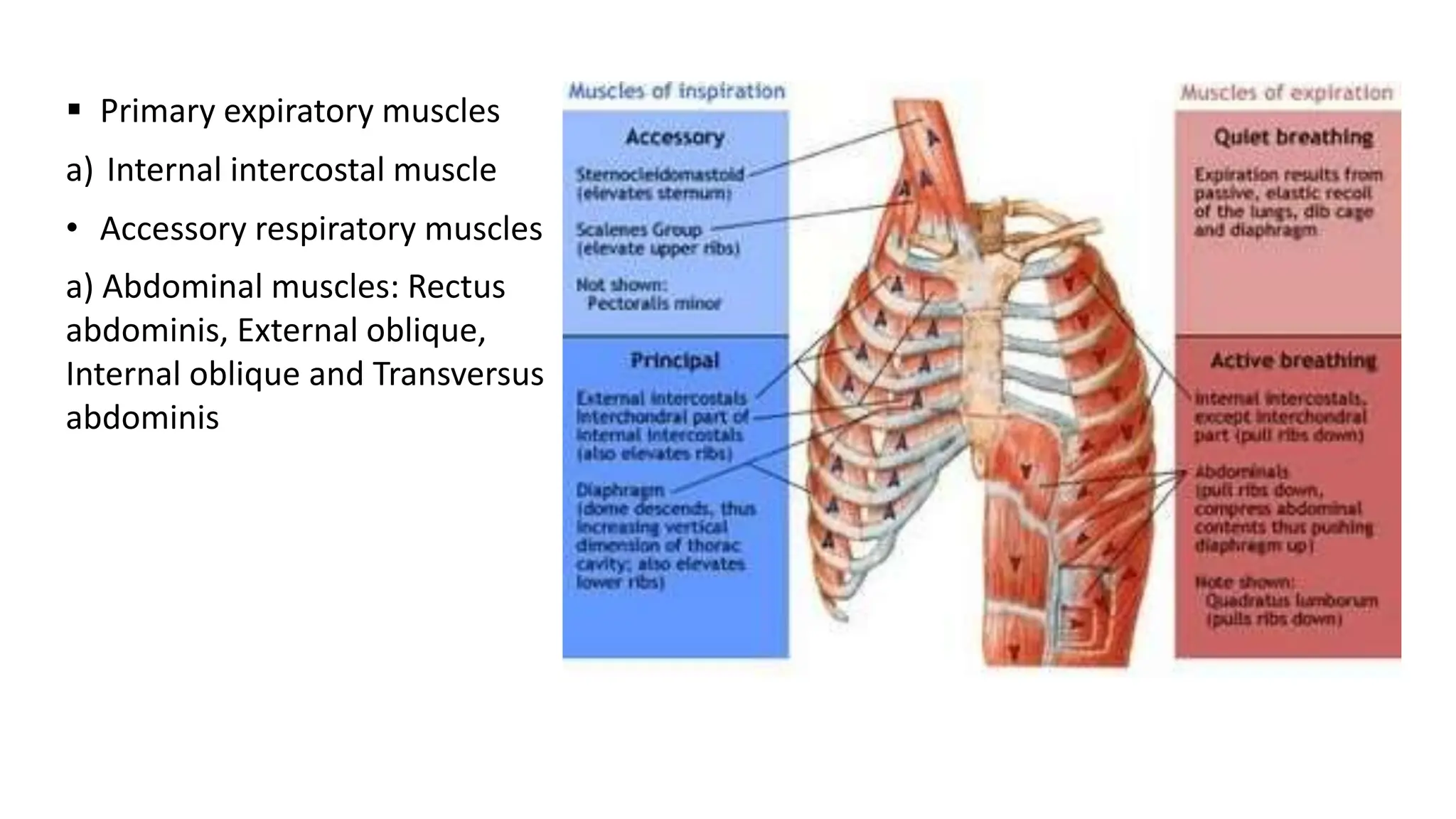 ANATOMY AND PHYSIOLOGY OF RESPIRATORY SYSTEM.pptx