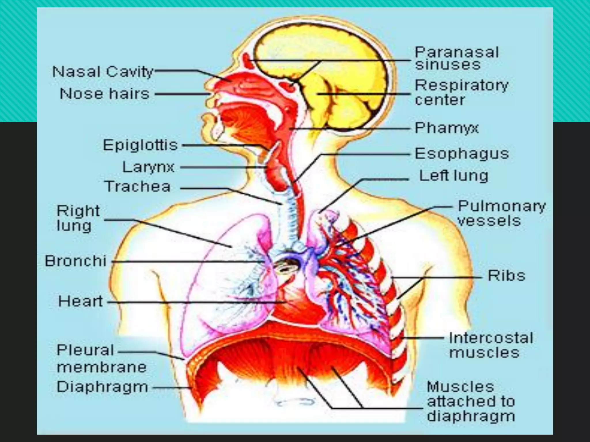 Anatomy and physiology of respiratory system | PPT