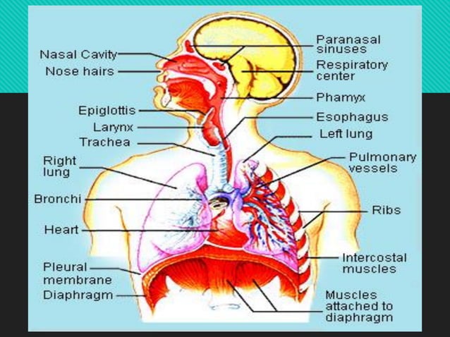 Anatomy and physiology of respiratory system | PPT
