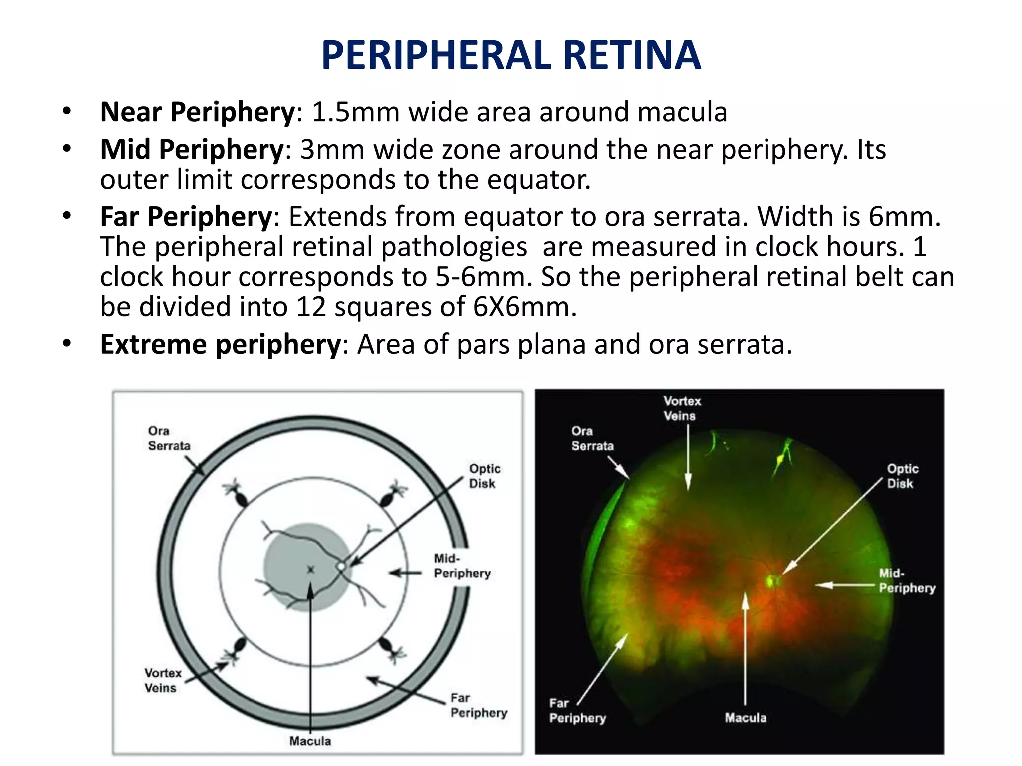 Anatomy and physiology of retina | PPTX