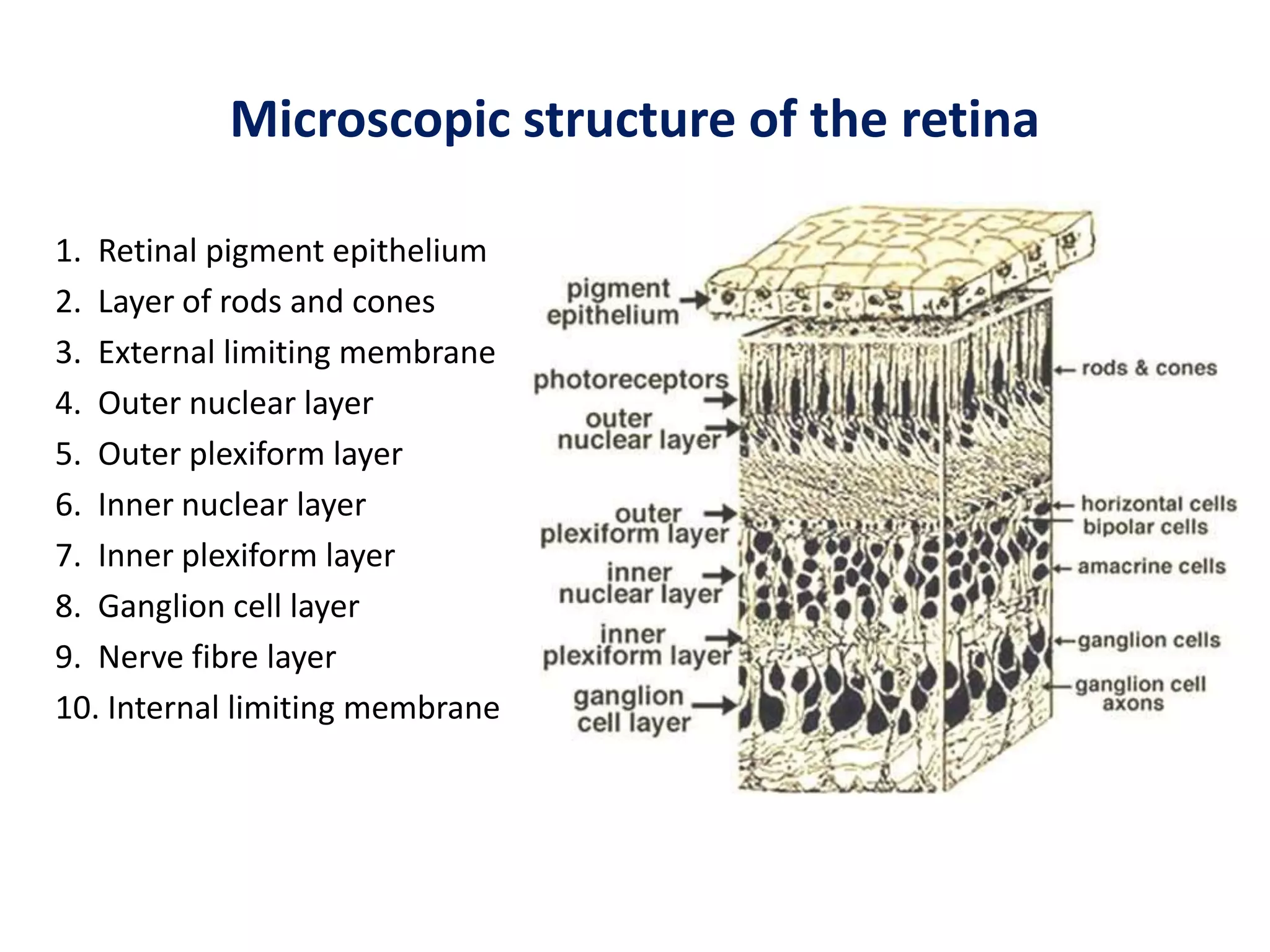 Anatomy and physiology of retina | PPTX