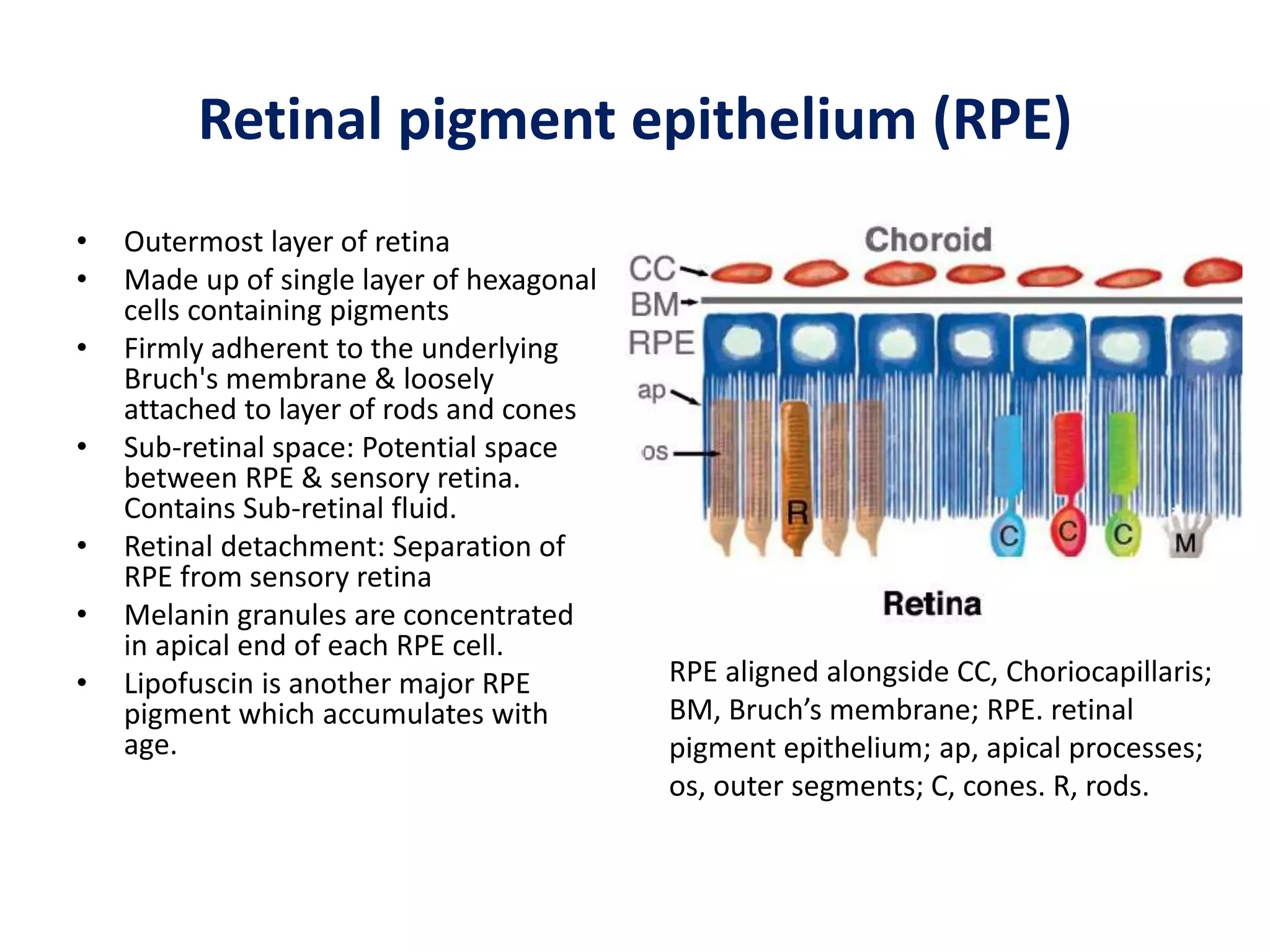 Anatomy and physiology of retina | PPTX