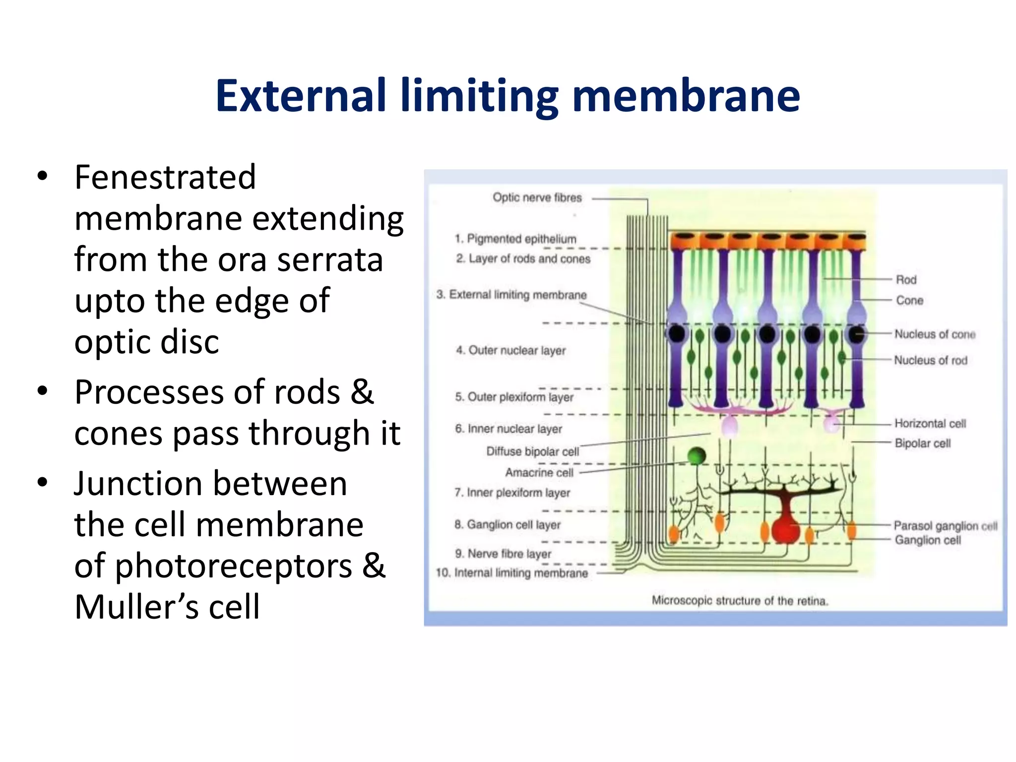 Anatomy and physiology of retina | PPTX