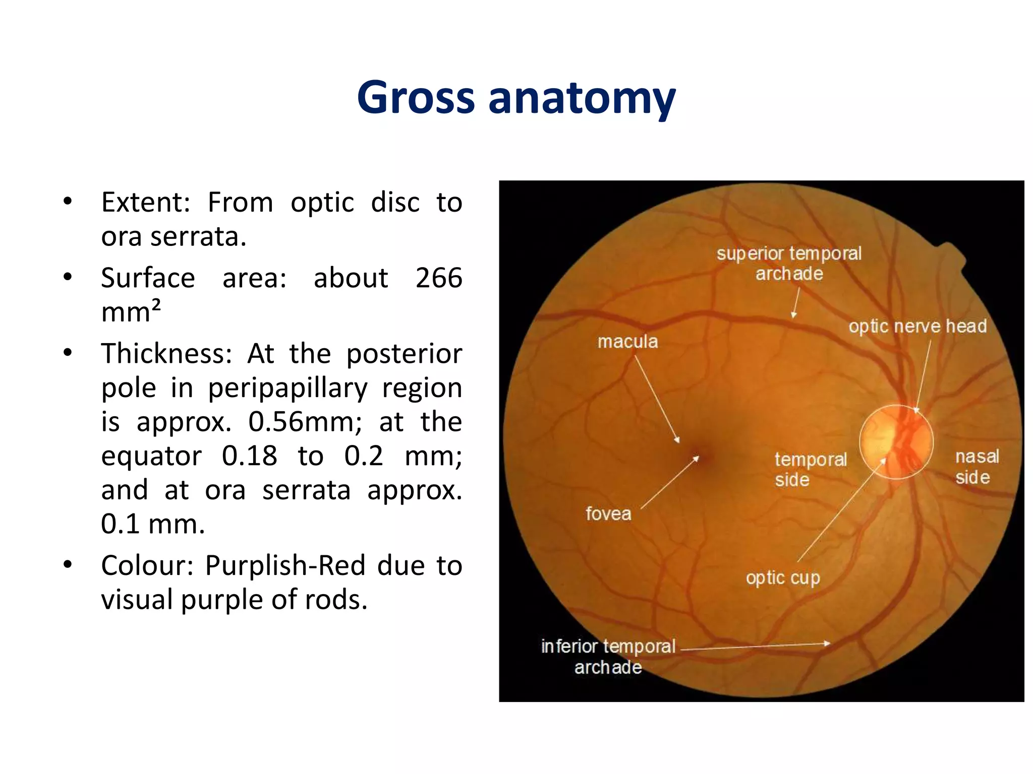 Anatomy and physiology of retina | PPTX