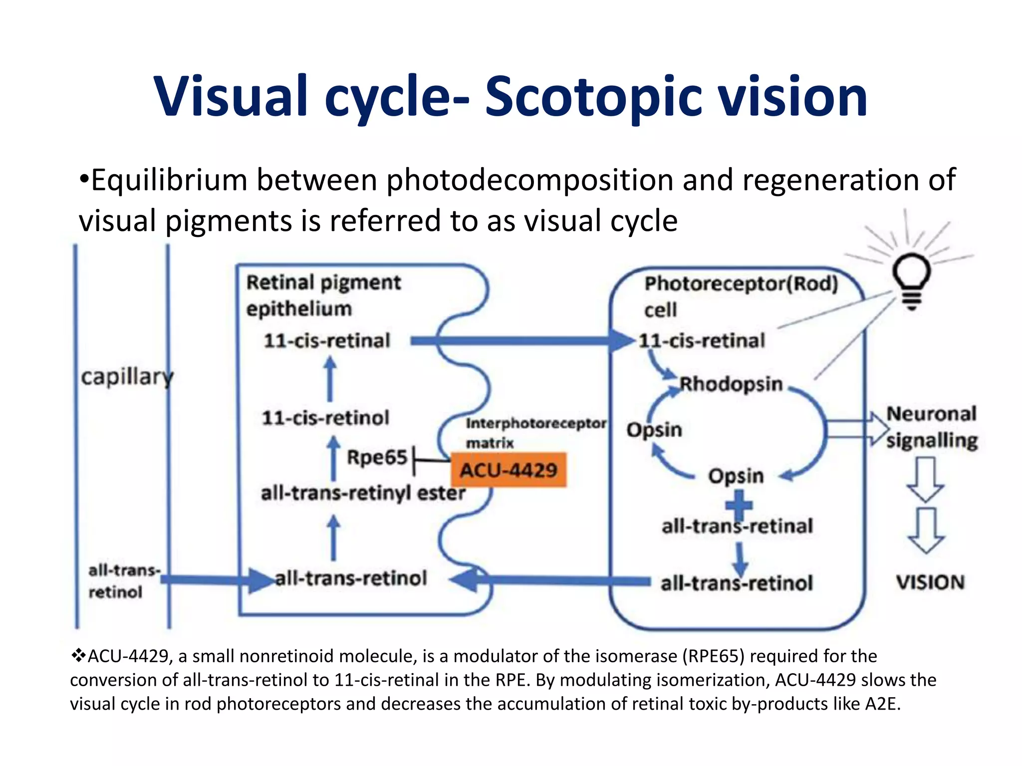 Anatomy and physiology of retina | PPTX