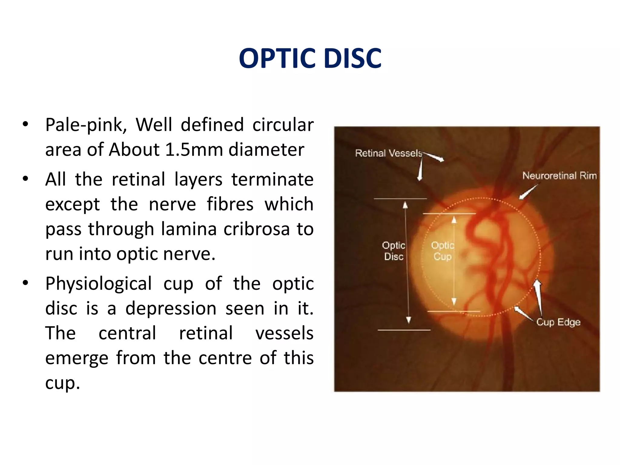 Anatomy and physiology of retina | PPTX