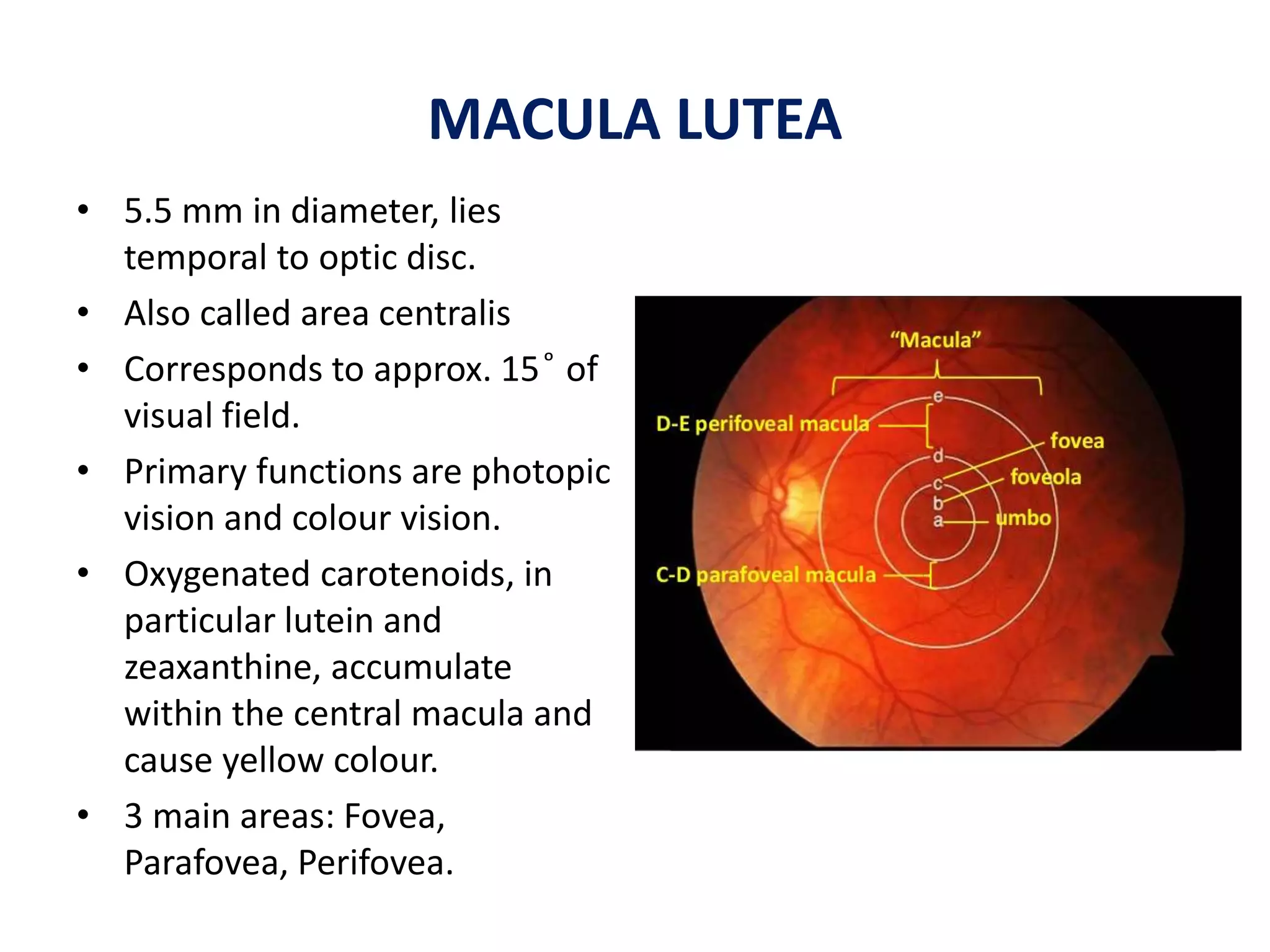 Anatomy and physiology of retina | PPTX