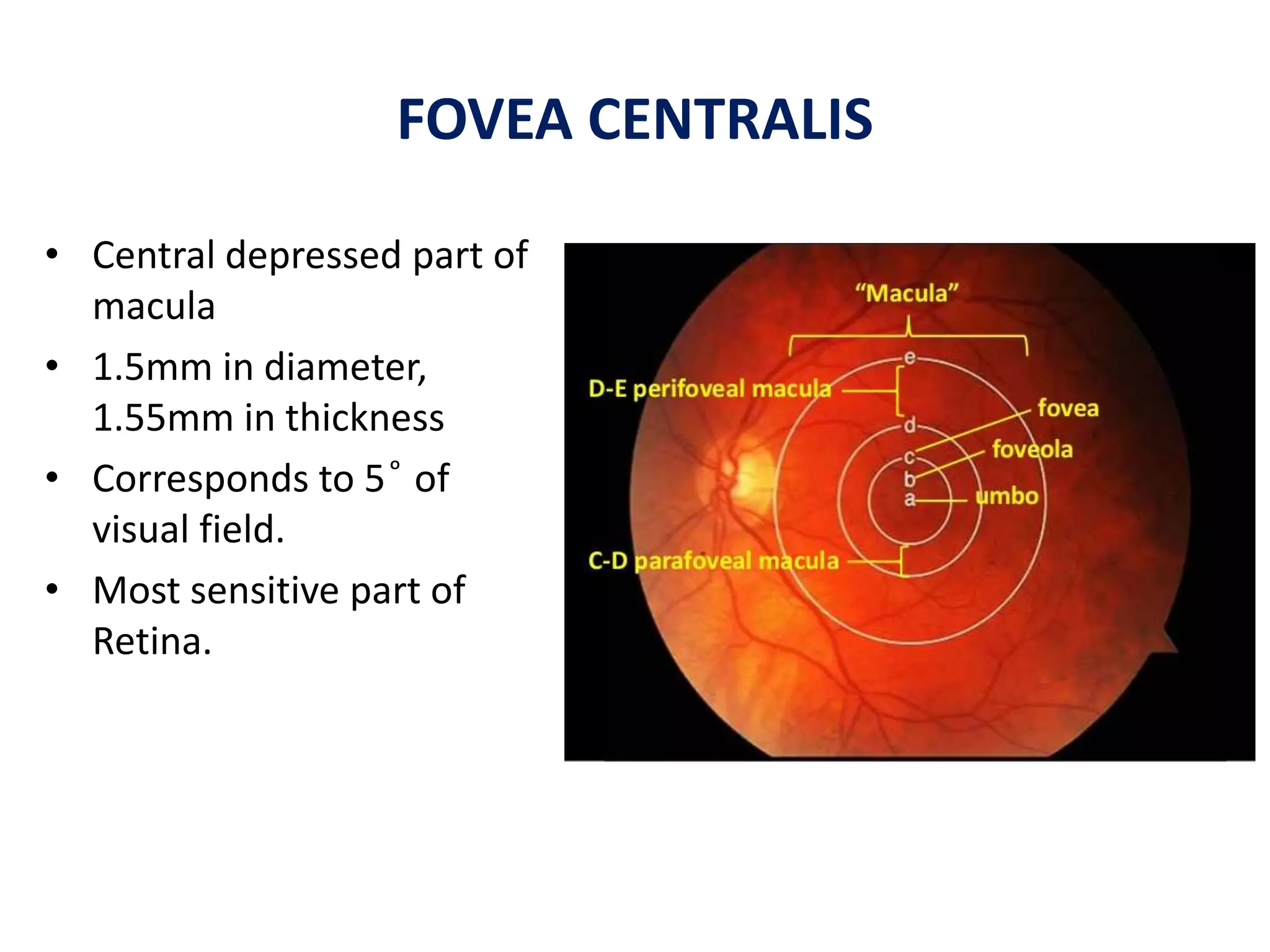 Anatomy and physiology of retina | PPTX
