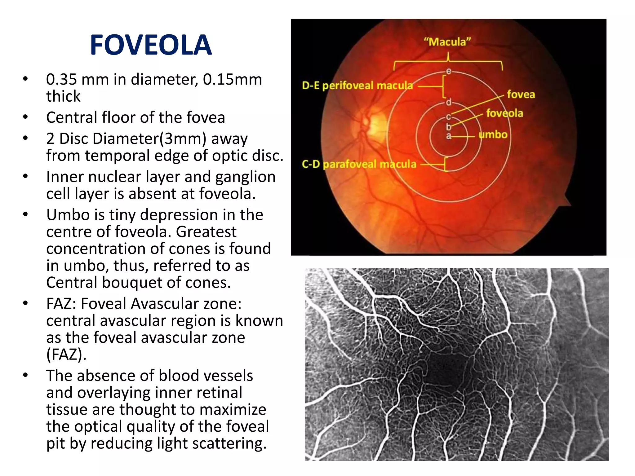 Anatomy and physiology of retina | PPTX