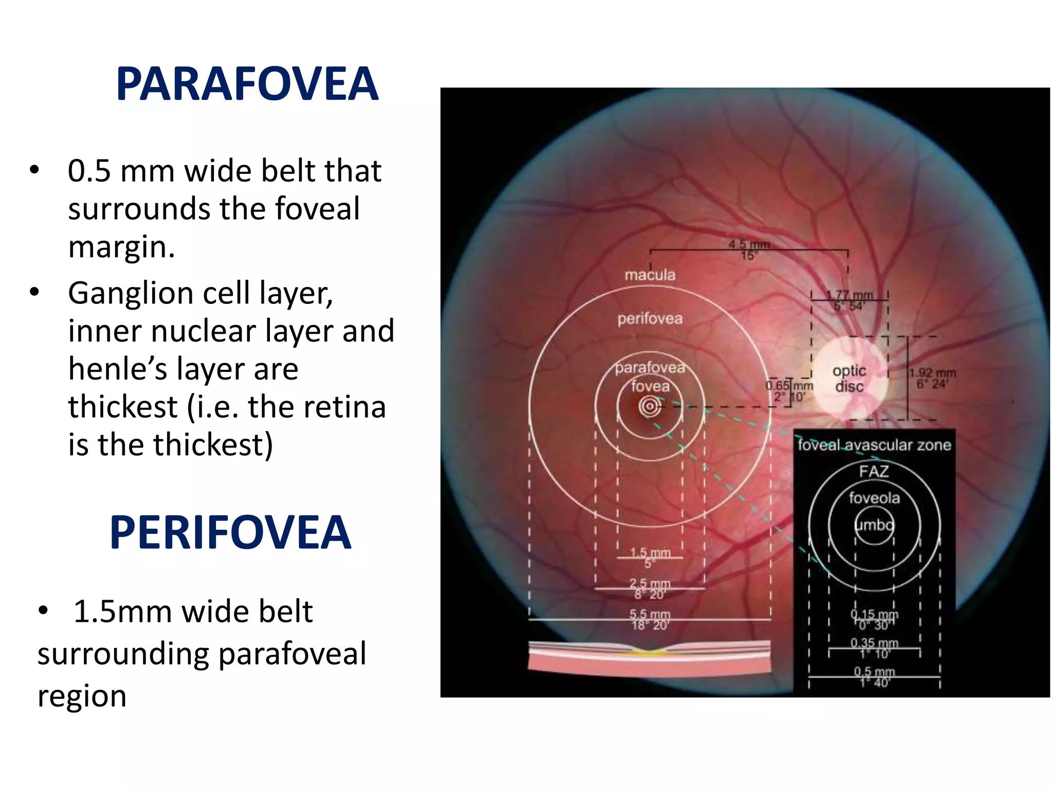 Anatomy and physiology of retina | PPTX