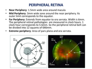 Anatomy and physiology of retina | PPTX