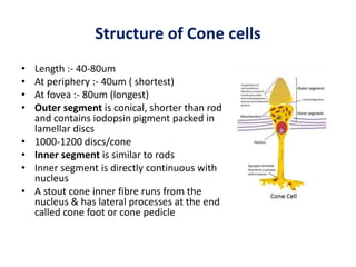 Anatomy and physiology of retina | PPTX