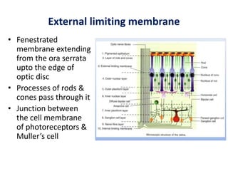 Anatomy and physiology of retina | PPTX