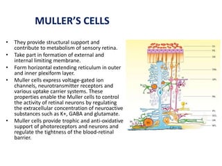 Anatomy and physiology of retina | PPTX