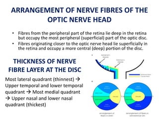 Anatomy and physiology of retina | PPTX