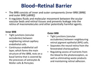 Anatomy and physiology of retina | PPTX
