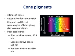 Anatomy and physiology of retina | PPTX